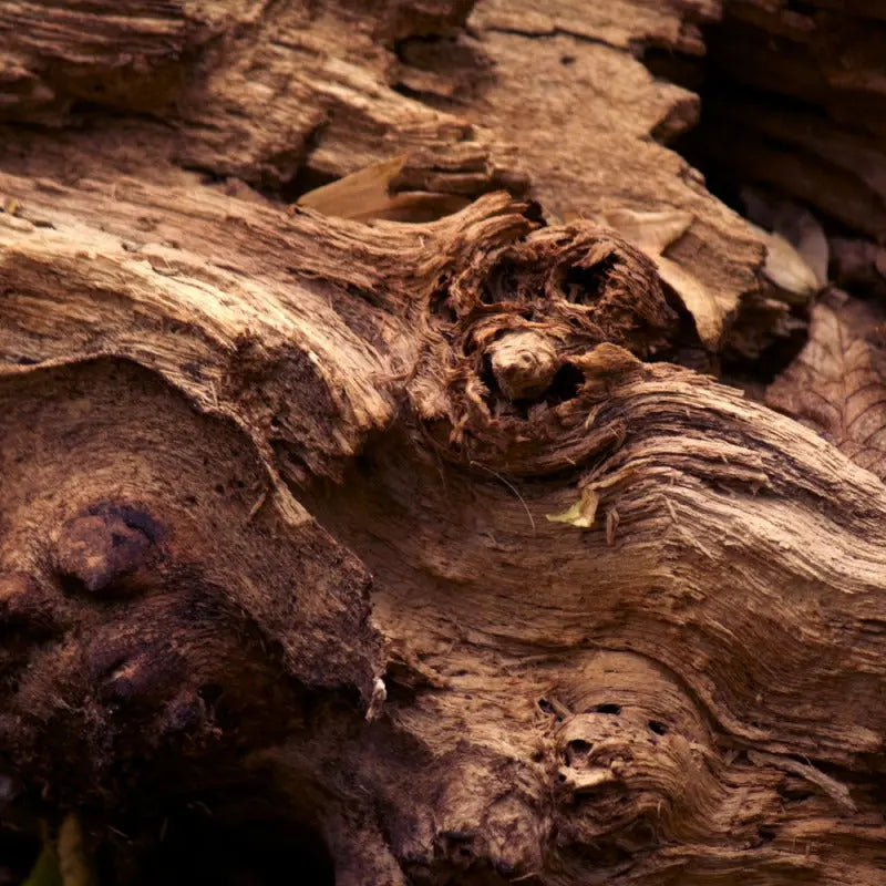 Woody Notes in Fragrances | Earthy & Masculine Scents – Smile Europe